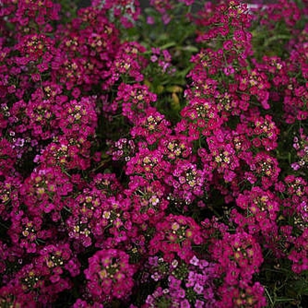 Alyssum (Lobularia Maritima) Easter Bonnet "Deep Rose" - во саксија Ø10