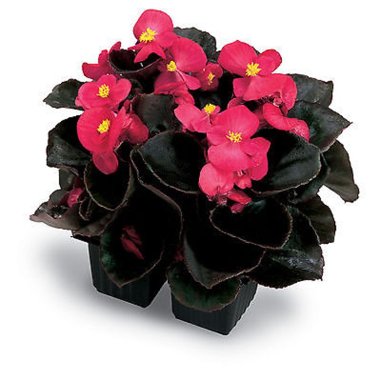 Begonia Semperflorens Senator "Deep Rose" - во саксија Ø9