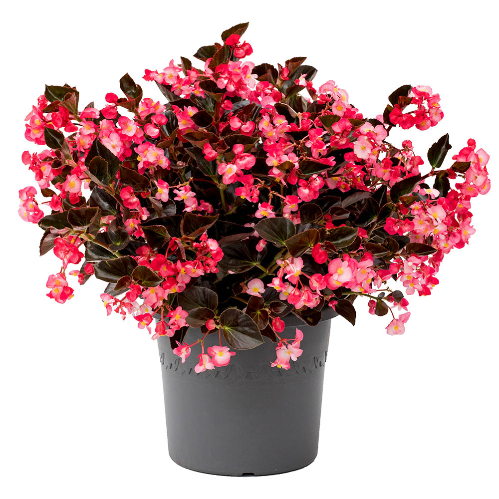 Begonia Viking Pink On Chocolate - во саксија Ø13