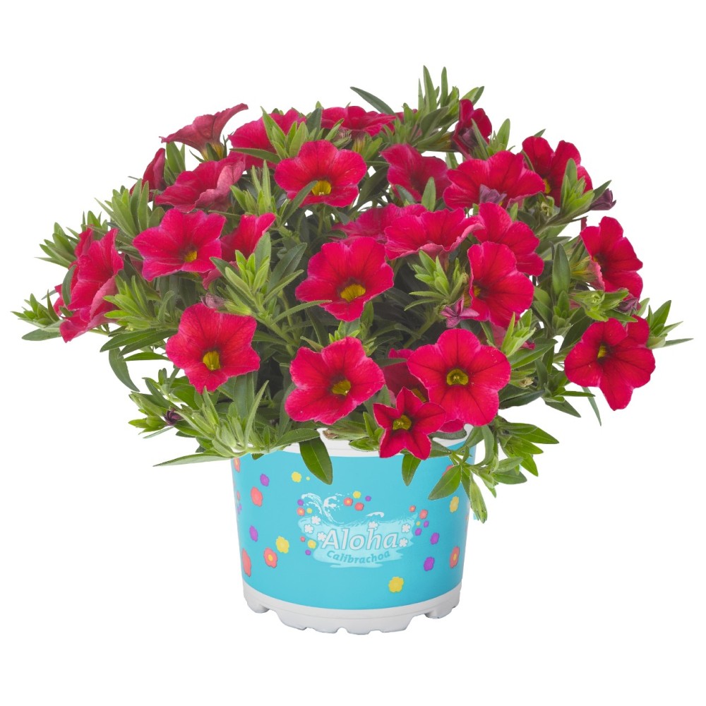 Calibrachoa Aloha Kona "Cherry Red" - во саксија Ø27
