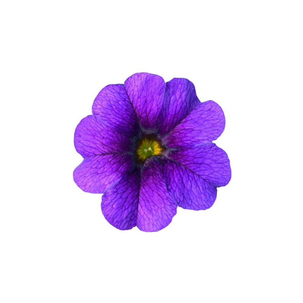 Calibrachoa Jambo "Deep Blue" - во саксија Ø18