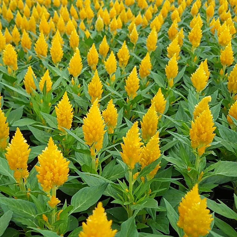 Celosia Plumosa Kimono "Yellow" - во саксија Ø9