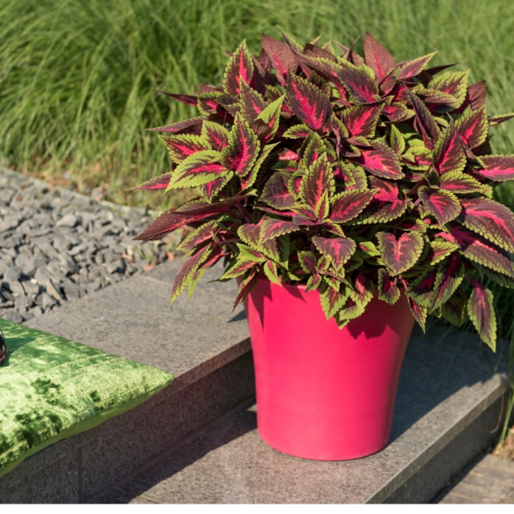 Coleus Main Street "Ruby Road" - во саксија Ø13