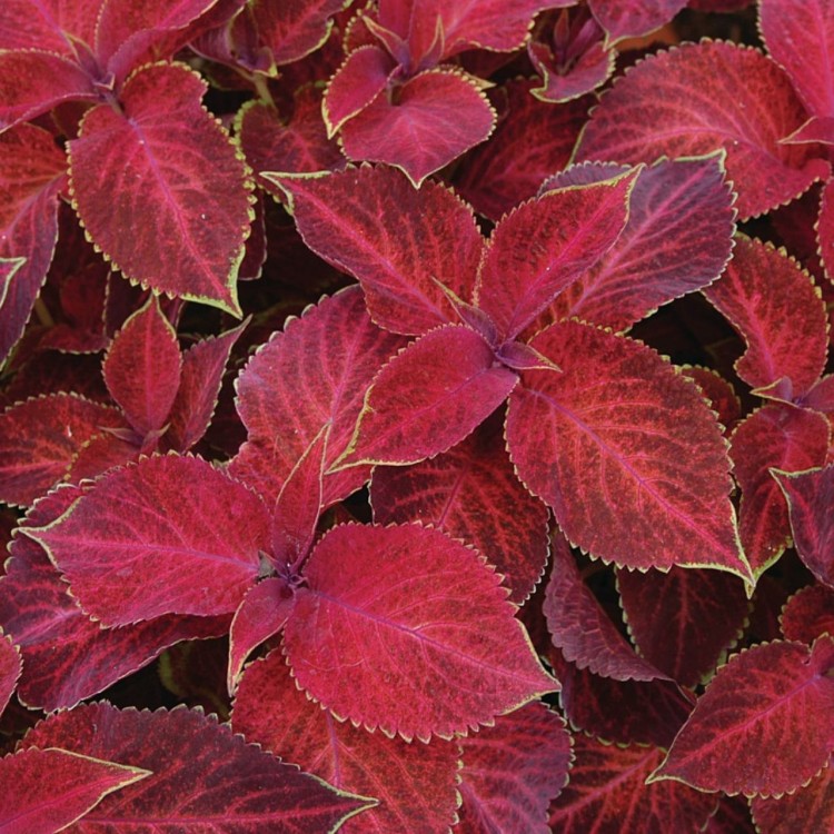 Coleus Wizard "Velvet Red" - во саксија Ø10