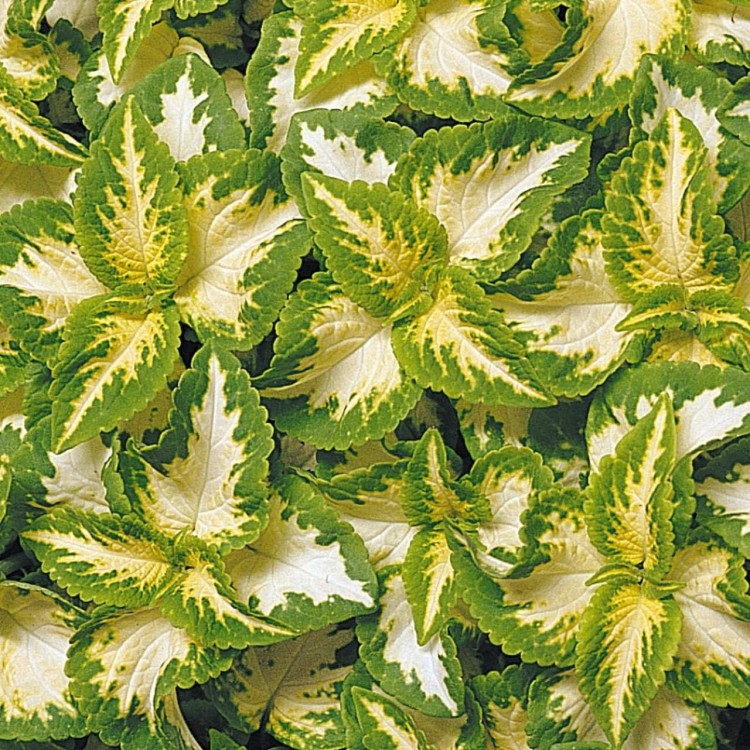Coleus Wizard "Jade" - во саксија Ø10