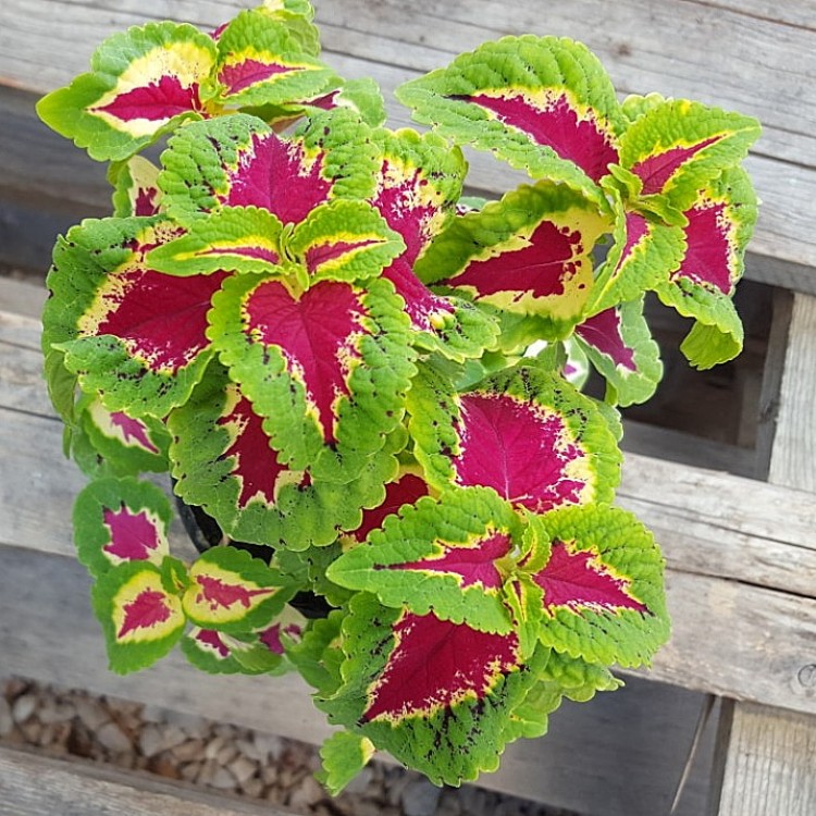 Coleus Wizard "Rose" - во саксија Ø10