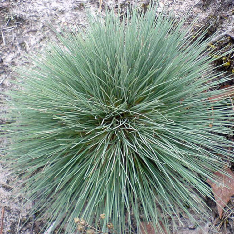 Corynephorus Canescens Spiky Blue - во саксија Ø12