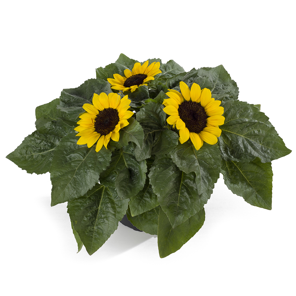 Helianthus Sunray Yellow - во саксија Ø15