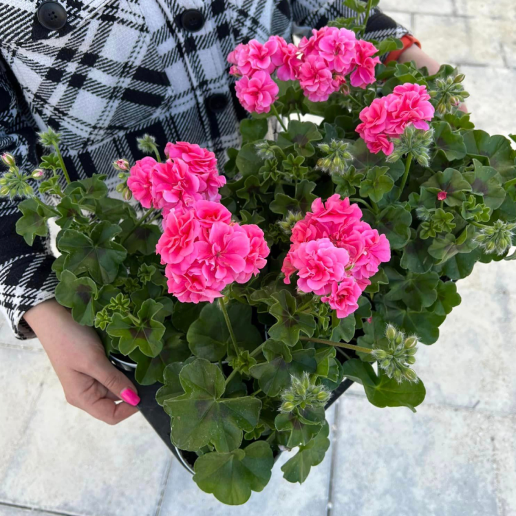 Pelargonium Peltatum