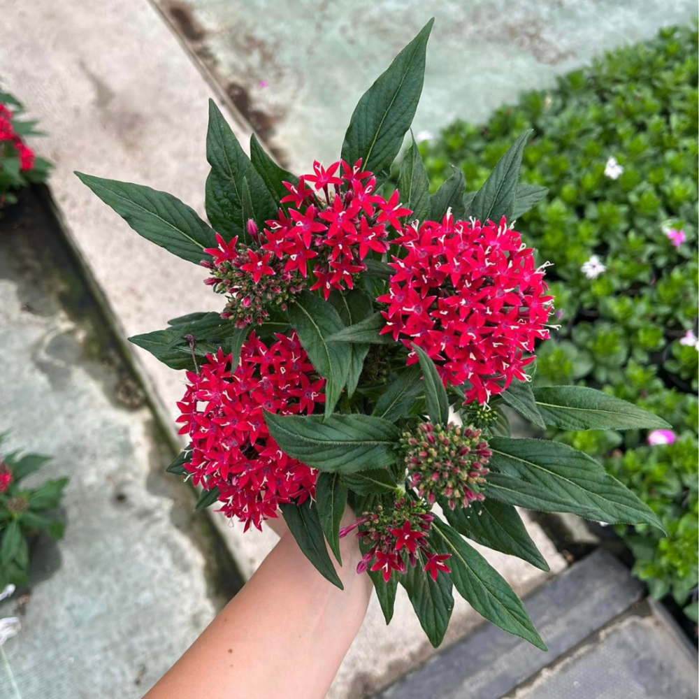 Pentas