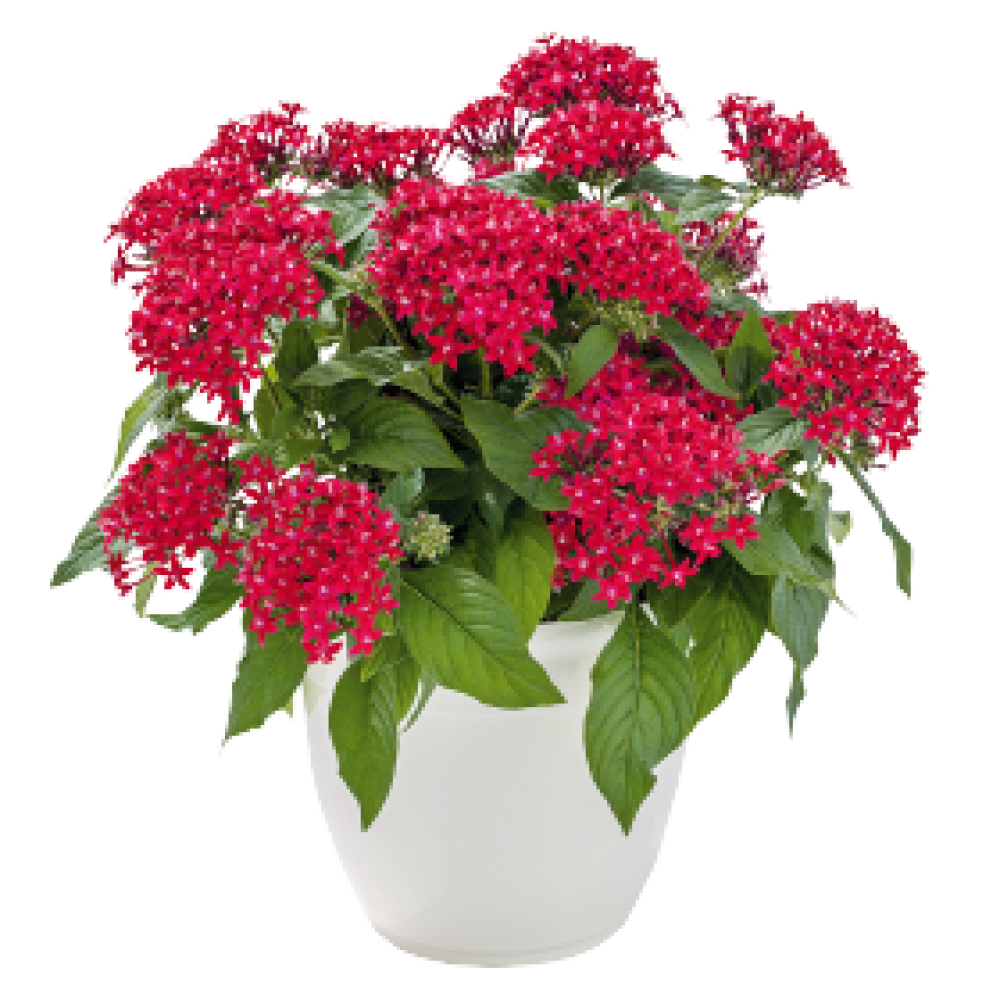 Pentas Graffiti "Fuchsia" - во саксија Ø12