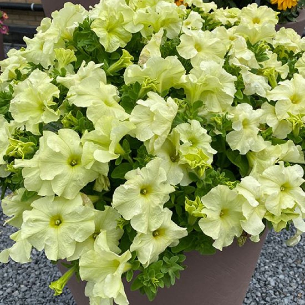 Petunia Grandiflora Pacta Parade "Yellow Lime" - во саксија Ø10