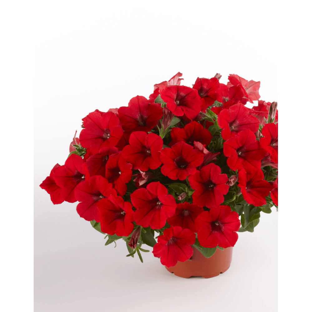 Petunia Surfinia "Deep Red" - во саксија Ø18