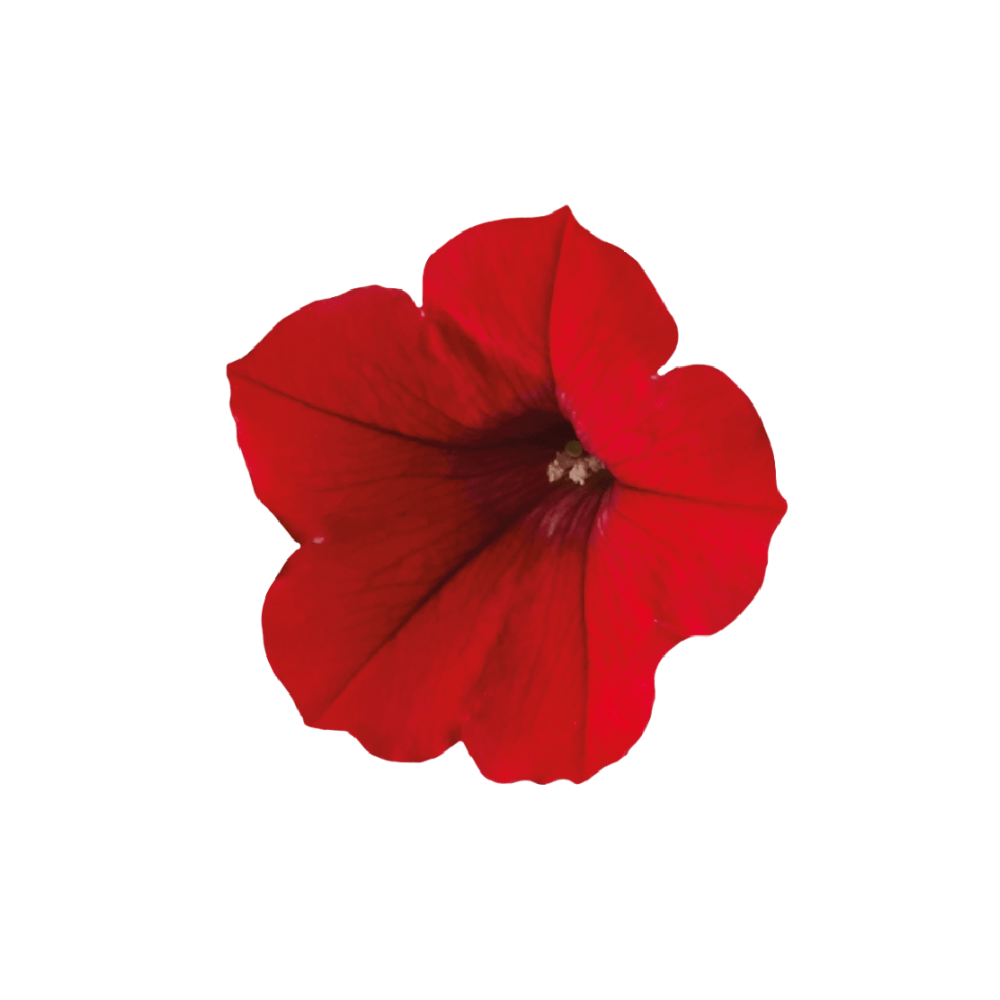 Petunia Surfinia "Deep Red" - во саксија Ø18