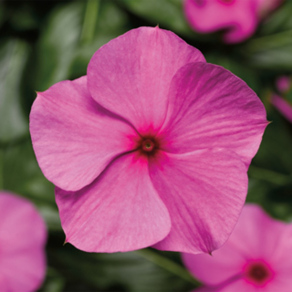 Vinca (Catharanthus Roseus) Cora Cascade "Lilac" - во саксија Ø18