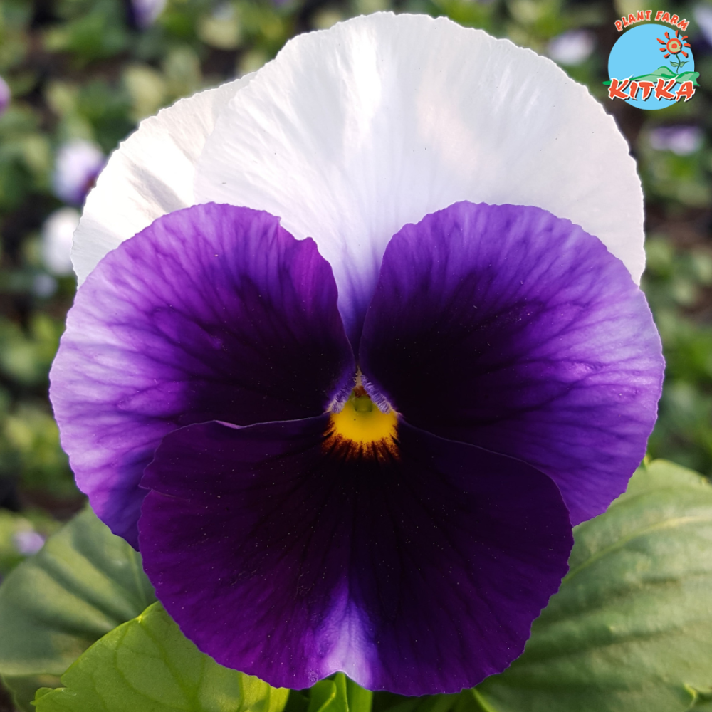 Viola Matrix "Beaconsfield" - во саксија Ø9/Ø10