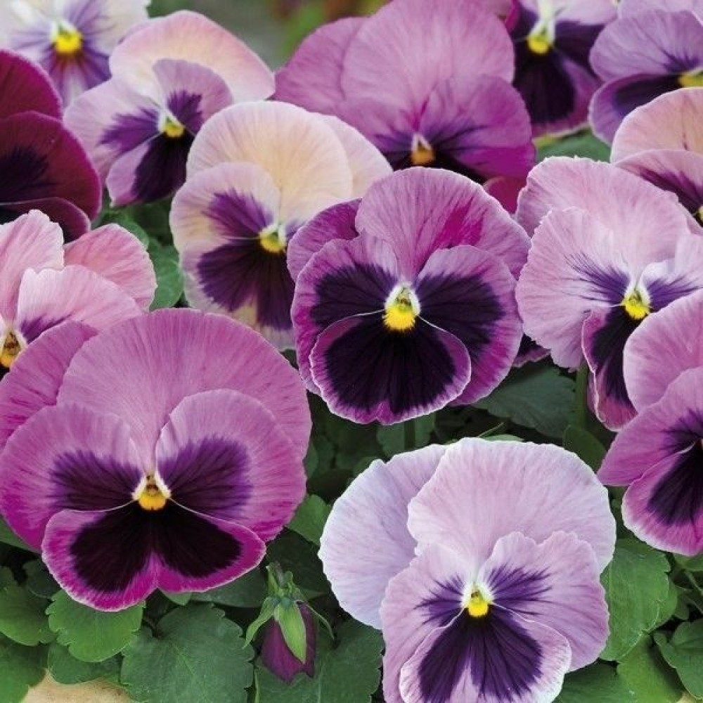 Viola Matrix "Pink Shades" - во саксија Ø9/Ø10