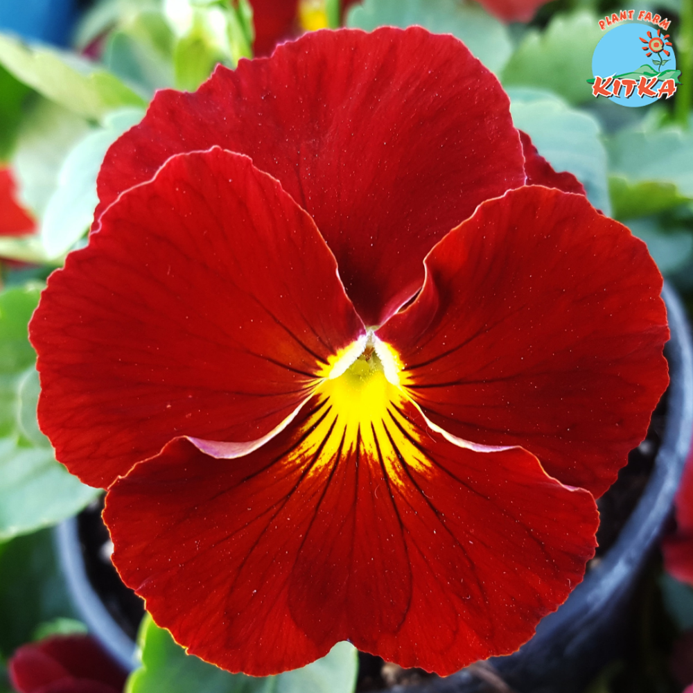 Viola Matrix "Scarlet" - во саксија Ø9/Ø10