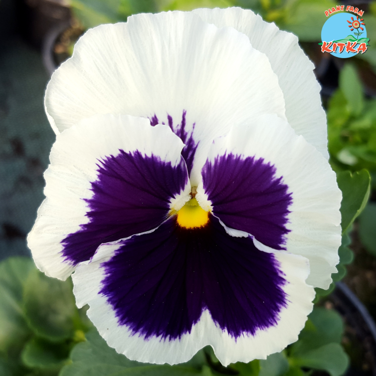 Viola Matrix "White Blotch" - во саксија Ø9/Ø10