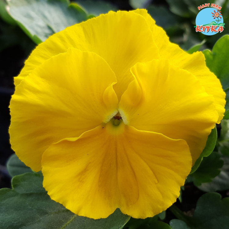Viola Matrix "Yellow" - во саксија Ø9/Ø10