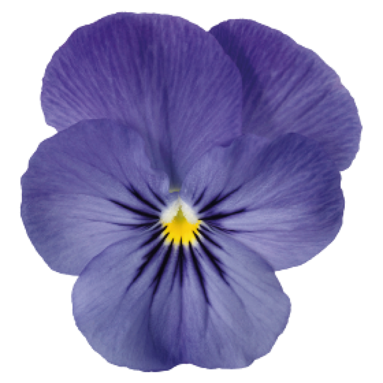 Viola Cornuta Admire "Blue" - во саксија Ø9/Ø10