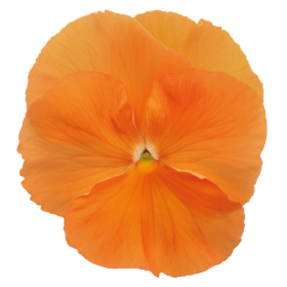 Viola Inspire Dluxx F1 "Orange" - во саксија Ø9/Ø10