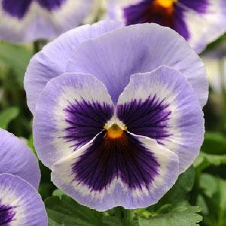 Viola Matrix "Delft-Blue Wing" - во саксија Ø9/Ø10