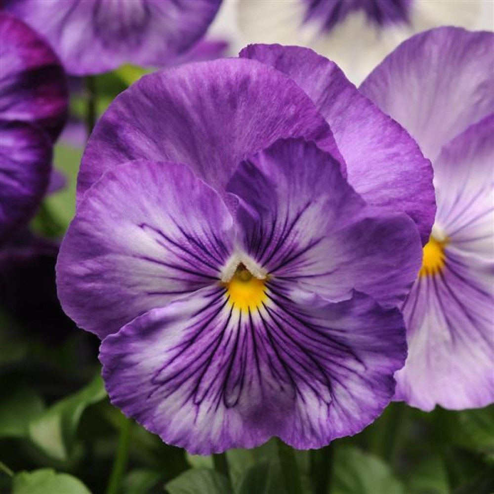 Viola Matrix "Lavender Shades" - во саксија Ø9/Ø10