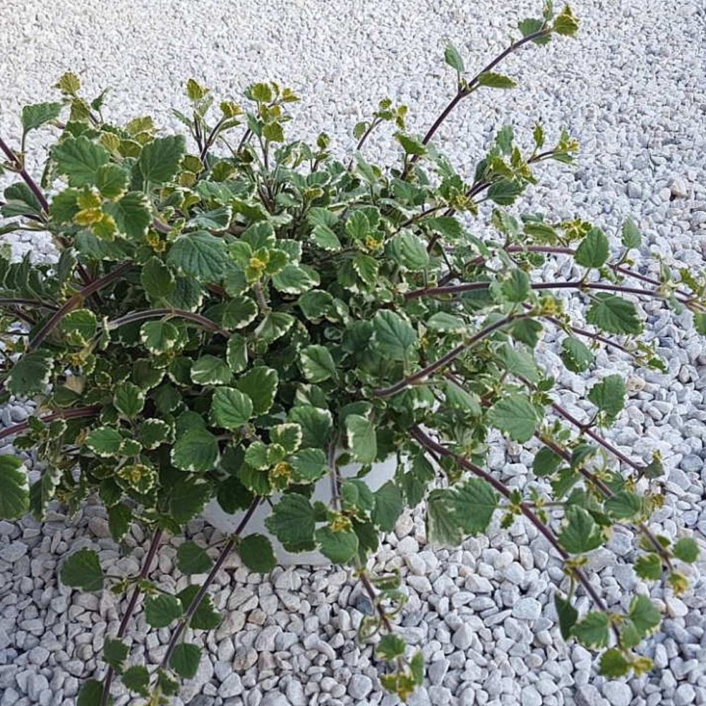Plectranthus Coleoides Variagata (Темјан) - во саксија Ø27