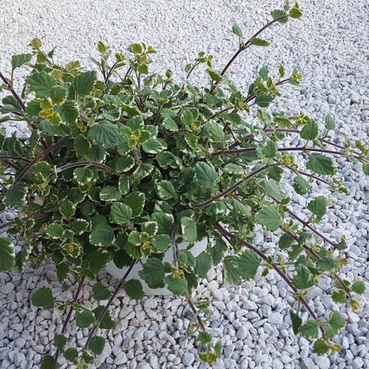Plectranthus Coleoides Variagata (Темјан) - во саксија Ø10,5